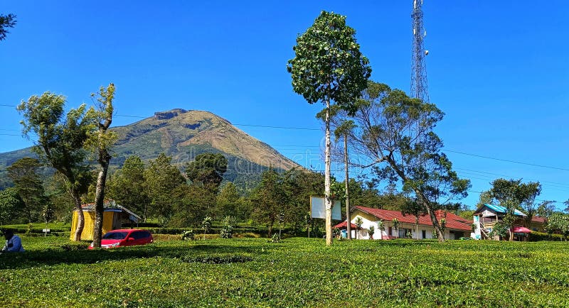 The beauty of the Tambi stock photo. Image of garden - 252945446