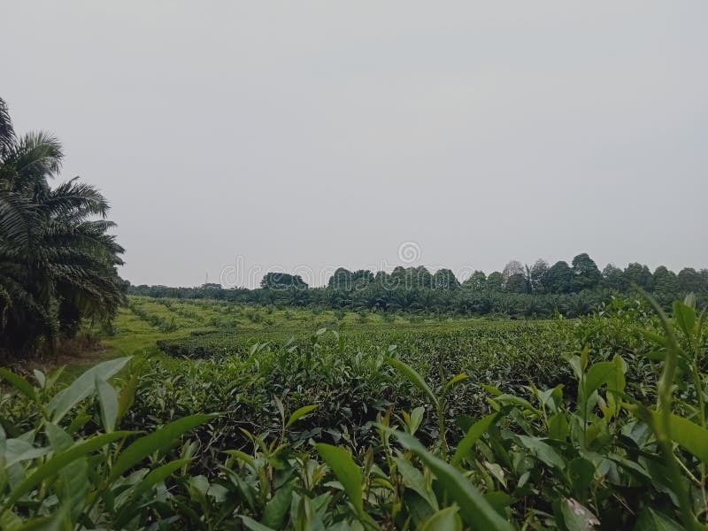 The Beauty of Tea Leaves and Palm Trees that I Took while Tending the ...