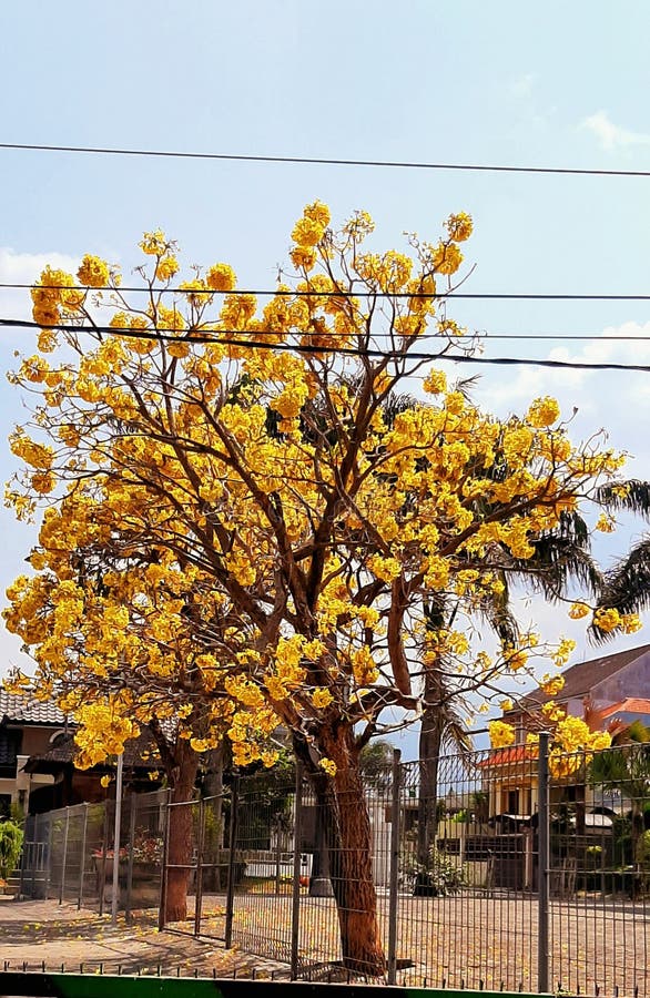The beauty of tebebuya stock photo. Image of deciduous - 209239530
