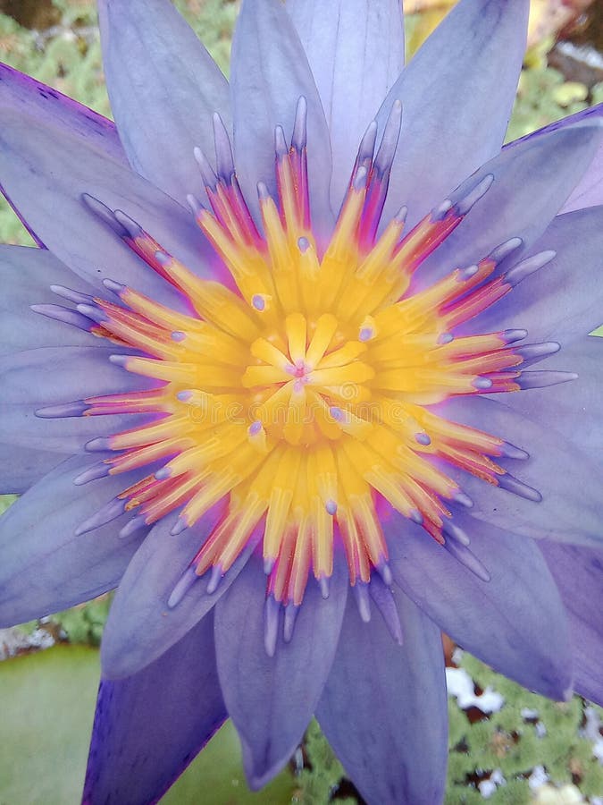 The Beauty of the Texture of a Fully Blooming Lotus Flower Stock Photo ...