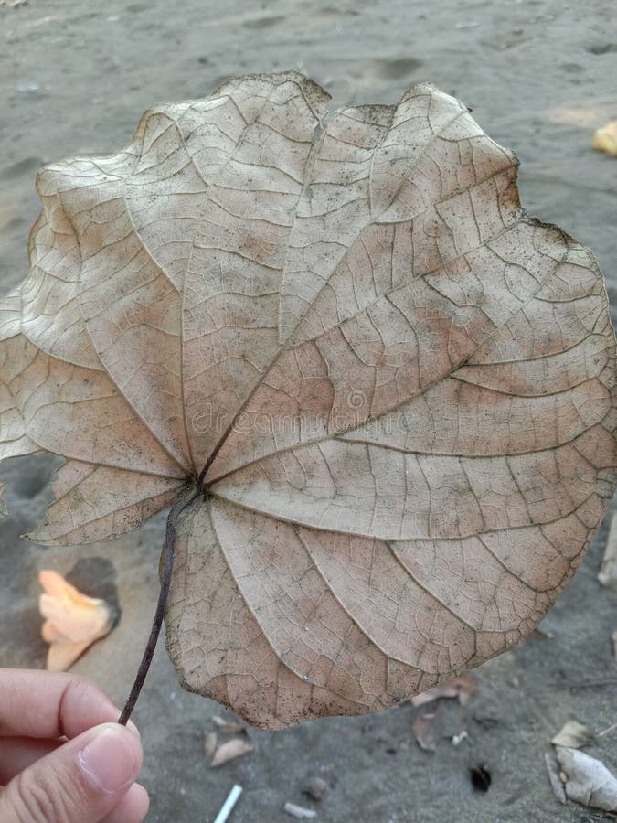 Beauty Texture and Veins of Dried Leaf Stock Photo - Image of leaf, veins: 273493336