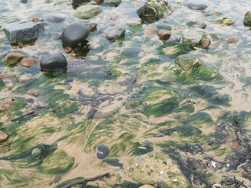 The beauty of the tide stock photo. Image of soil, pond - 227438064