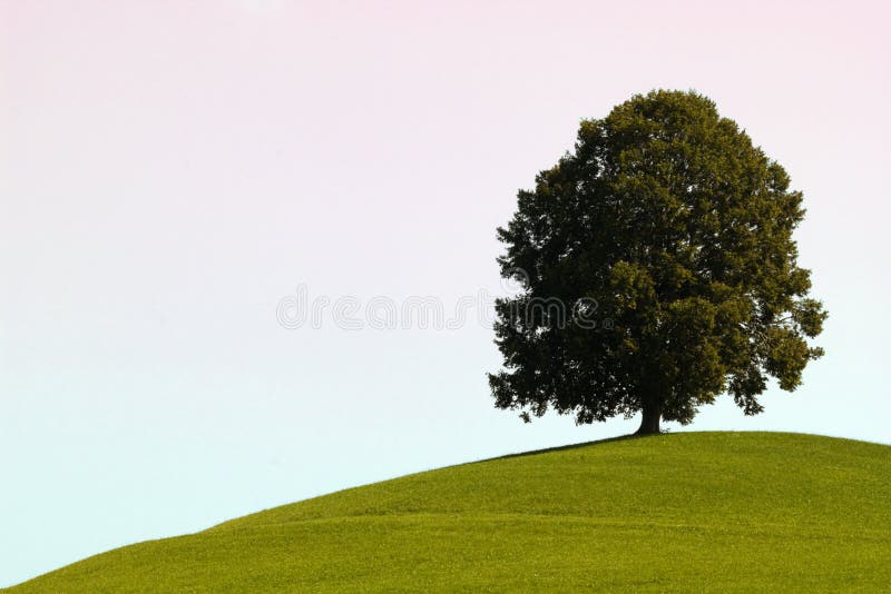 Beauty tree stock photo. Image of forests, summertime - 10966292