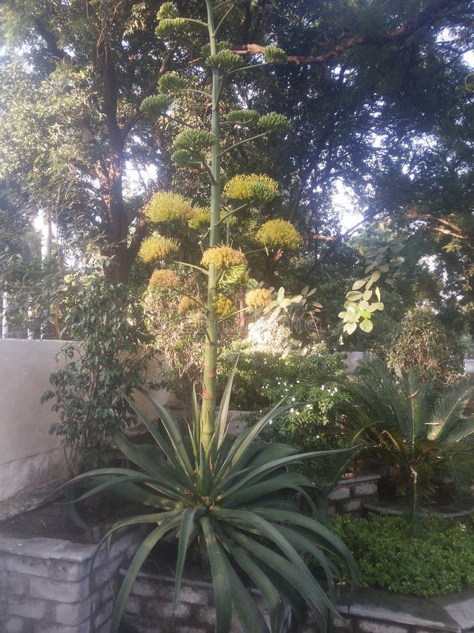 Beauty tree stock image. Image of plant, beauty, tree - 79540627