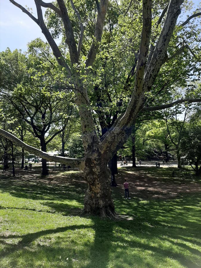 Beauty tree in the nature stock photo. Image of tree - 181060680