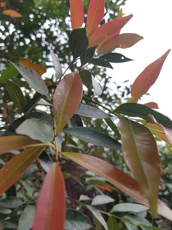 The Beauty of the Tree with Red Shoots Stock Photo - Image of shoots ...