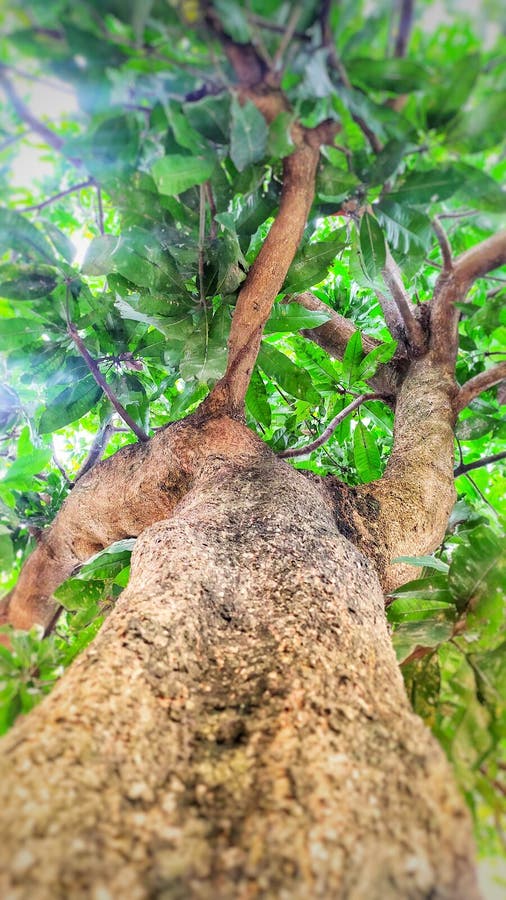The Beauty of the Tree Seen from Below Stock Image - Image of tree ...
