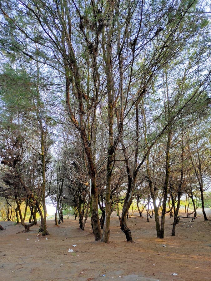 The Beauty of a Tree by the Shore Stock Photo - Image of trunk, shore ...