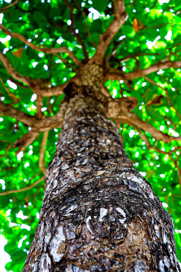 The Beauty of a Tree Shown in Its Texture Stock Photo - Image of ...