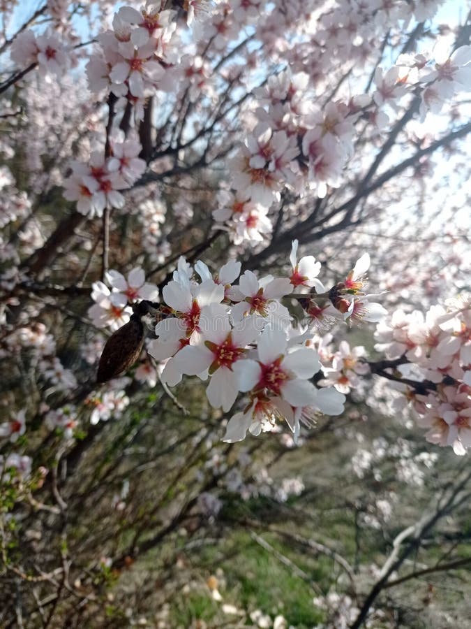 Beauty tree at spring stock photo. Image of snow, plant - 271580236