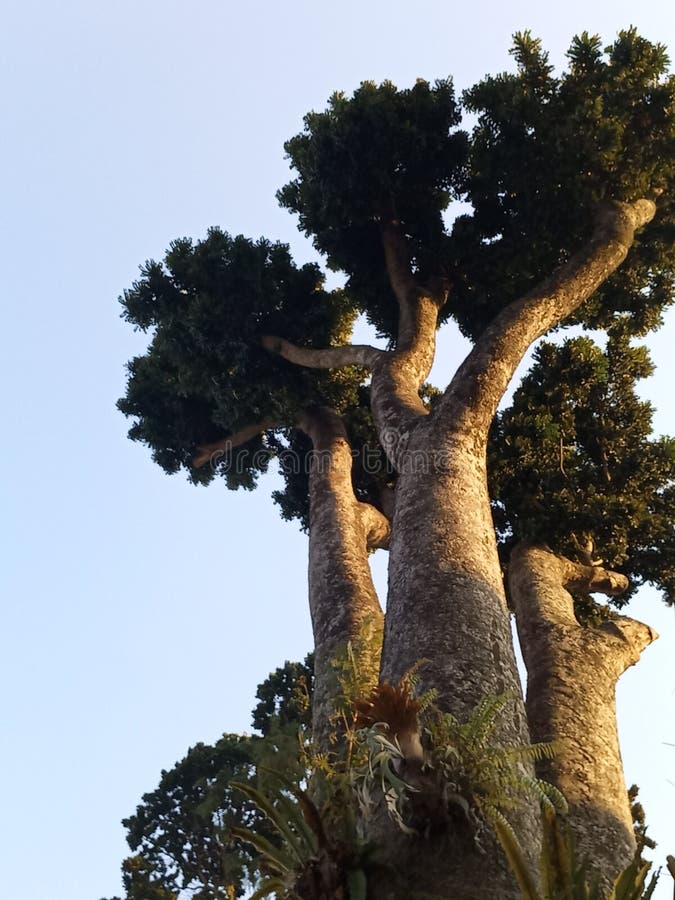 The Beauty of the Tree is Visible from the Sturdy Trunk Stock Photo ...