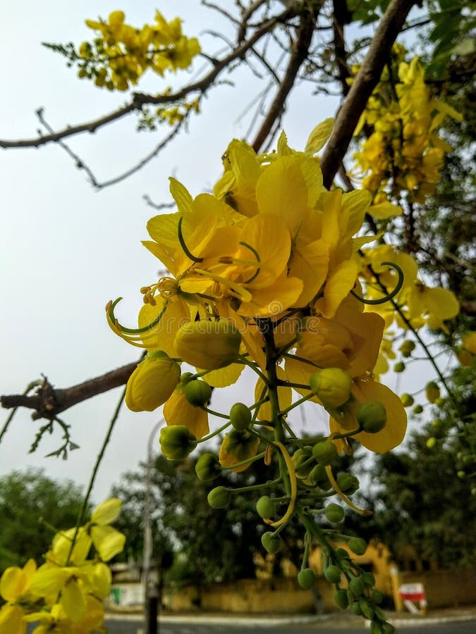 Beauty of Trees stock image. Image of wallpaper, trees - 275854235