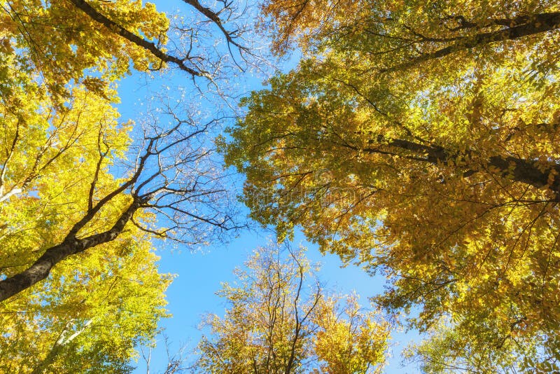 The Beauty of Trees in the Autumn Forest Stock Image - Image of october ...
