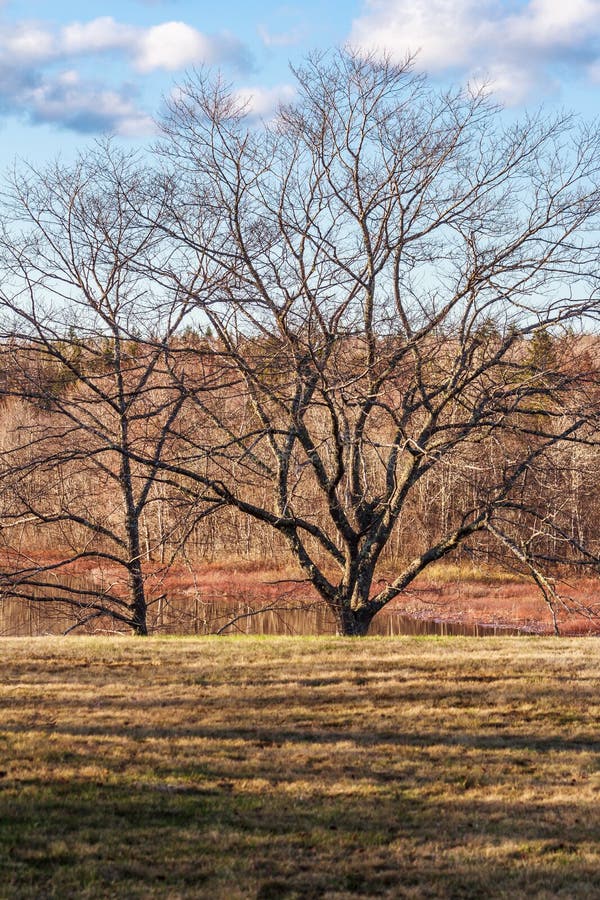 Bare Tree at Beginning of Spring Stock Photo - Image of beauty ...