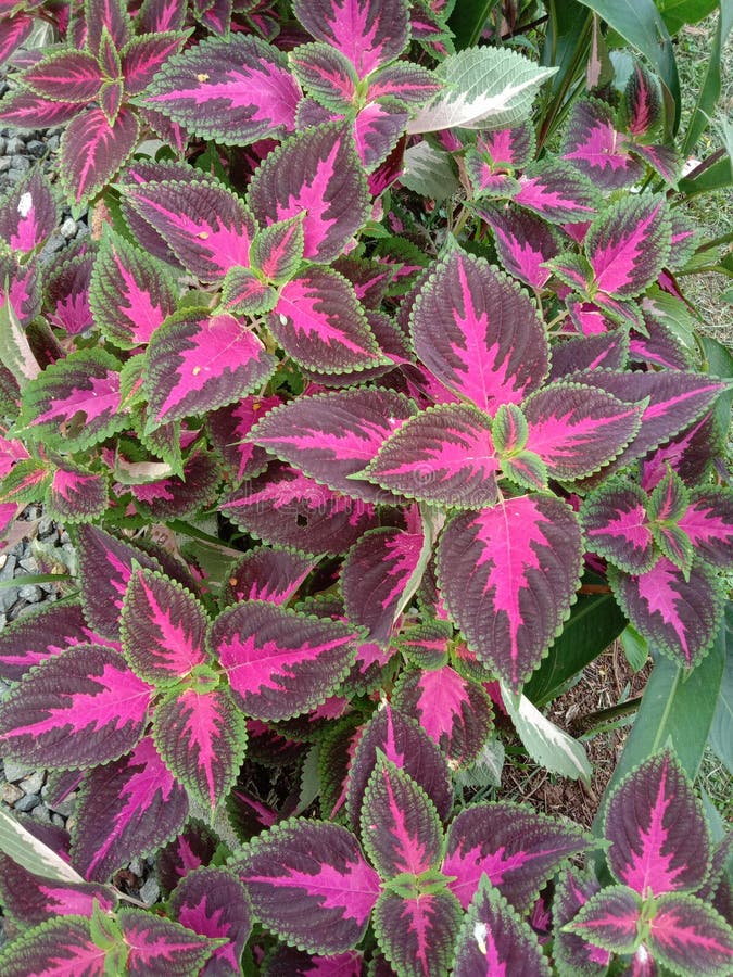 The Beauty and Unique Leaf in the Garden Yard Stock Image - Image of ...