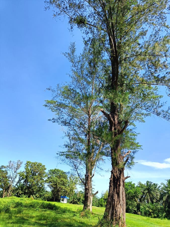 The Beauty of the Old Fir Tree Stock Image - Image of spruce, golf ...