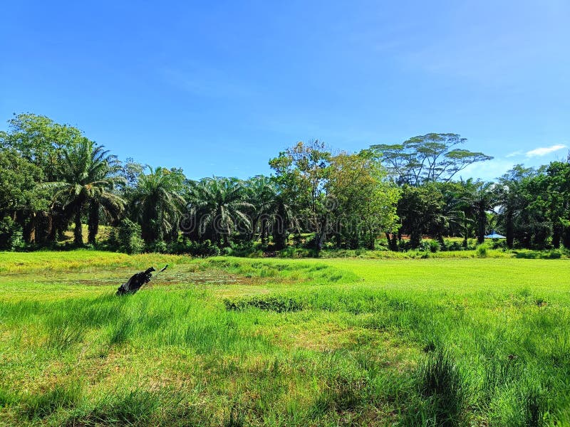 The Natural Green Nuance of the Beauty of Nature Stock Image - Image of ...