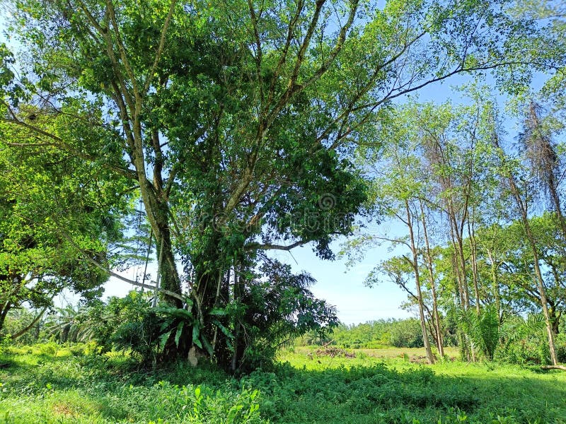 The Beauty of the View of the Golf Course Stock Photo - Image of ...