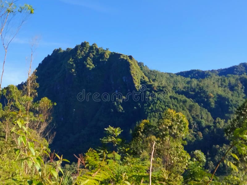 Beauty View of Mountain Trees and Plants Stock Photo - Image of plant ...