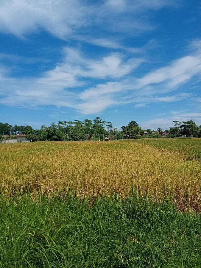 View of Rice Fields and Clear Sky Stock Photo - Image of green ...