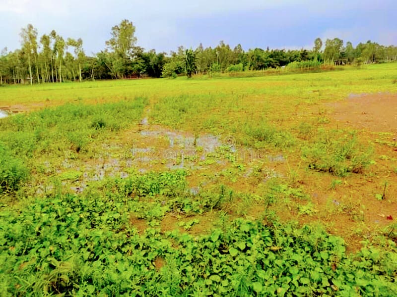 The Beauty of the Village Cannot Be Expected without Open Fields, Green ...
