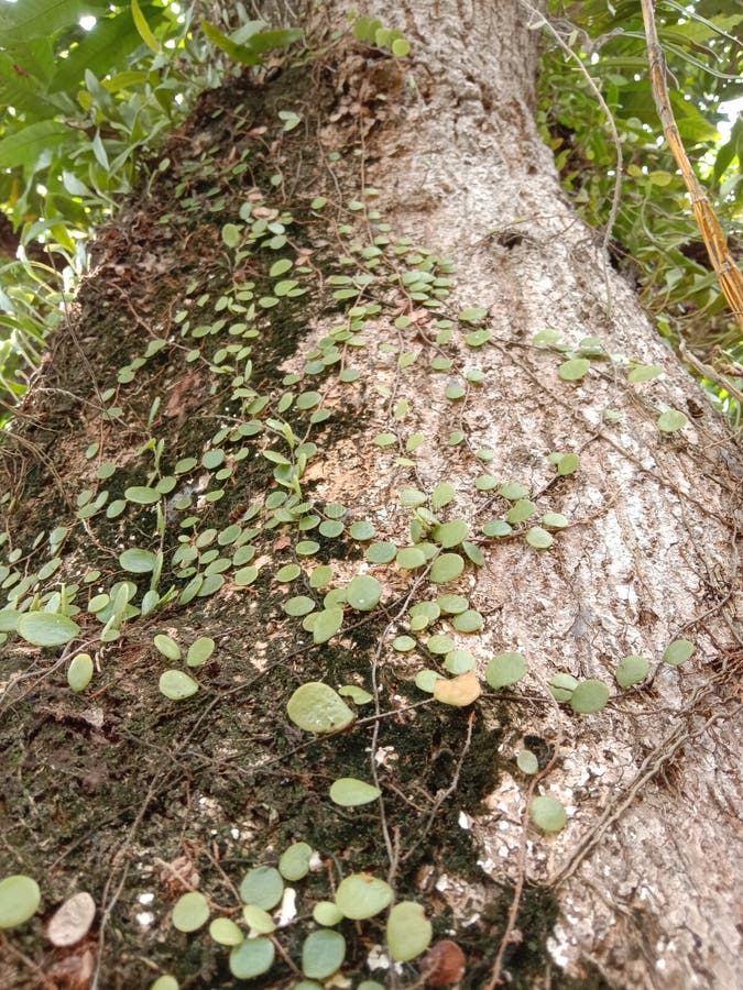 The Beauty of the Vines on the Tree Stock Image - Image of forest ...