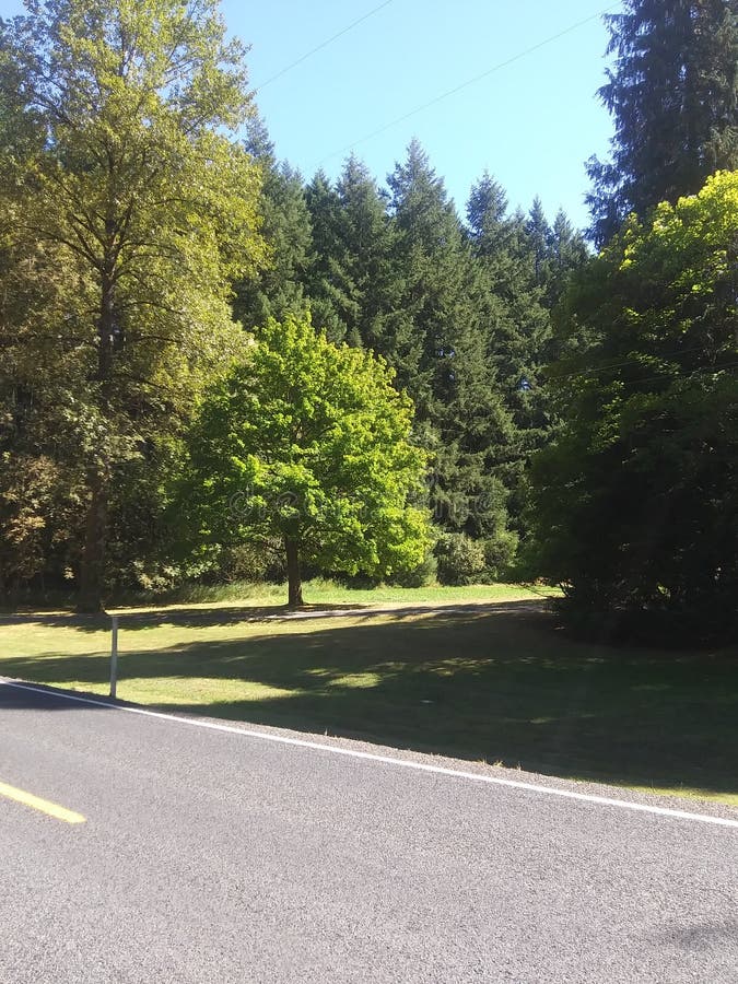 Beauty of Washington state stock photo. Image of leaf - 195304810