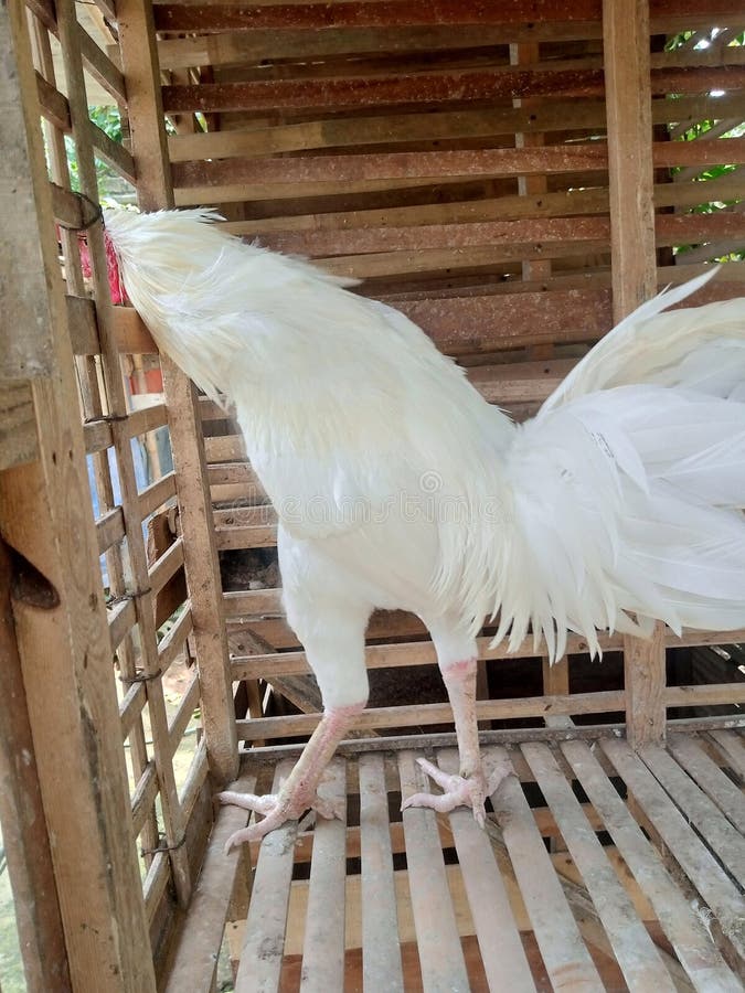 Beauty White Chickens Red Face Stock Image - Image of white, face ...