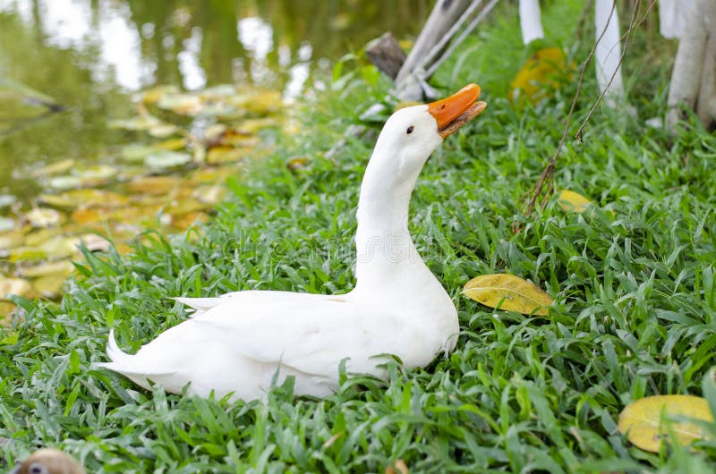 Beauty White Duck Sitting on the Green Grass Stock Photo - Image of ...