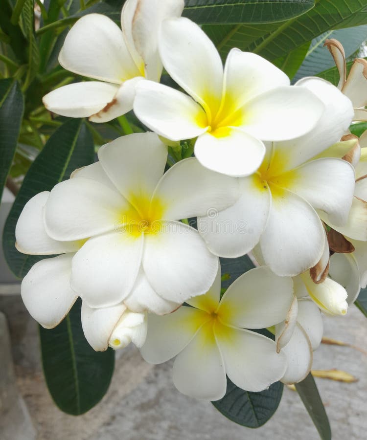 The Beauty of White Frangipani Flowers in Bloom Stock Image - Image of ...