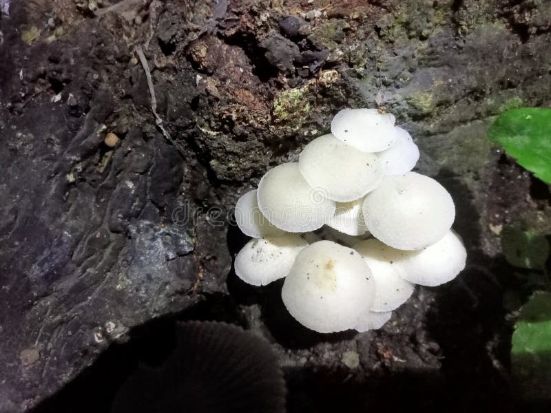 The Beauty of White Fungus on Dead Wood Stock Photo - Image of wood ...