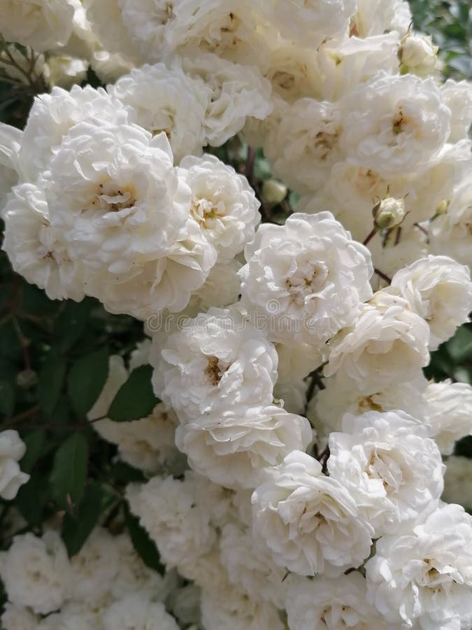 The Beauty of White Little Roses Stock Photo - Image of little, roses ...