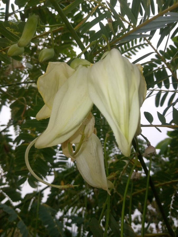 127 Turi Leaf Stock Photos - Free & Royalty-Free Stock Photos from ...