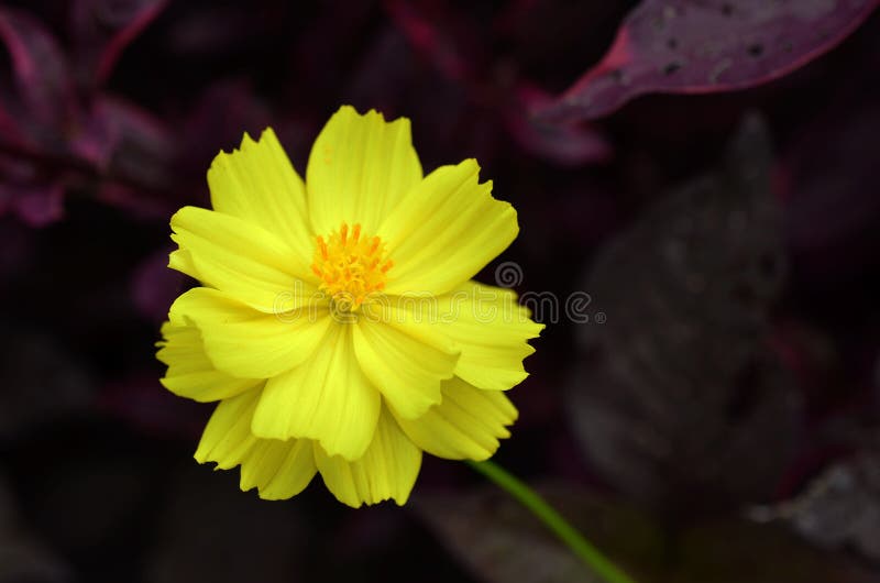 Beauty Yellow Cosmos Flower. Stock Photo - Image of yellow, flower ...