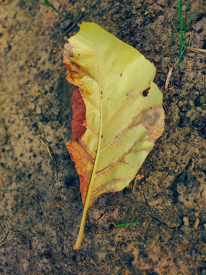 Beauty of Yellow Leaf Plant Image Stock Image - Image of sunlight ...