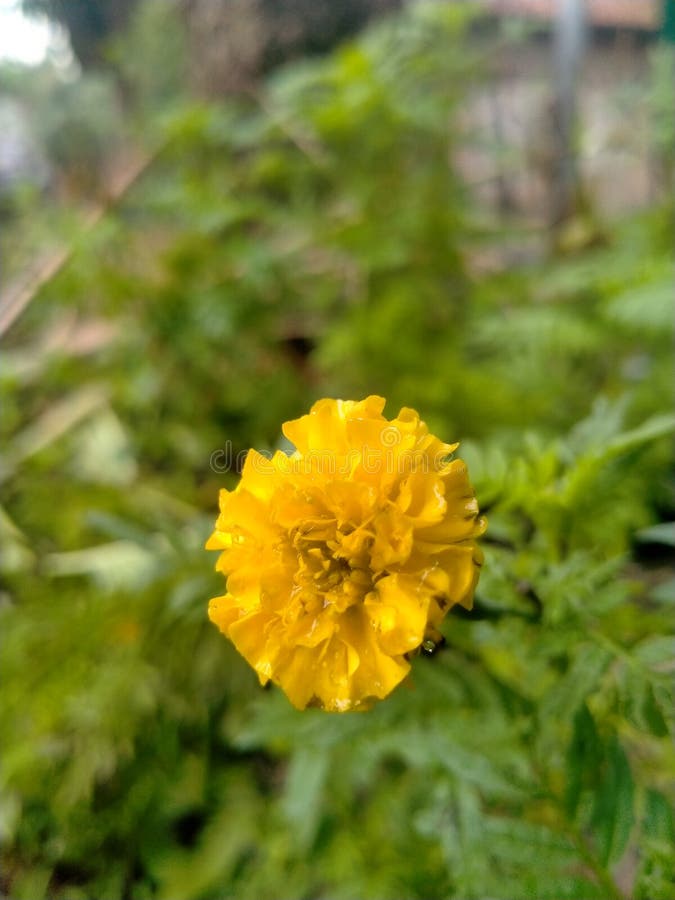 Bunga marigold kuning stock image. Image of kuning, beauty - 253523647