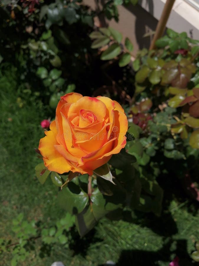 Beauty Yellow Rose in a Tree Stock Image - Image of yellow, beauty ...