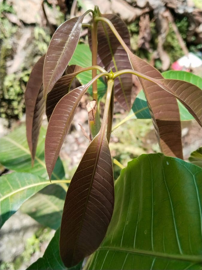 The Beauty of Young Mango Leaves, Colored Reddish-brown. Stock Image ...