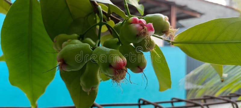 The Beauty of the Young Water Guava Fruit on the Tree Stock Photo ...