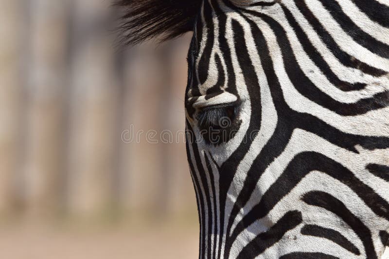 Zebraa Stock Photos - Free & Royalty-Free Stock Photos from Dreamstime