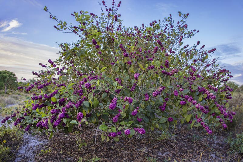 Beautyberry Shrub stock photo. Image of botanical, beautyberries ...