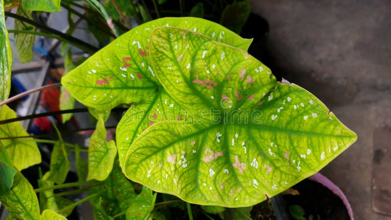 Beautyful Elephant Ear Flower Green Stock Photo - Image of green ...