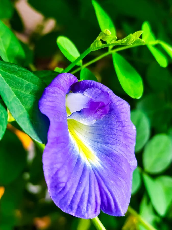 Beautyful flower purple stock photo. Image of purple - 206893668