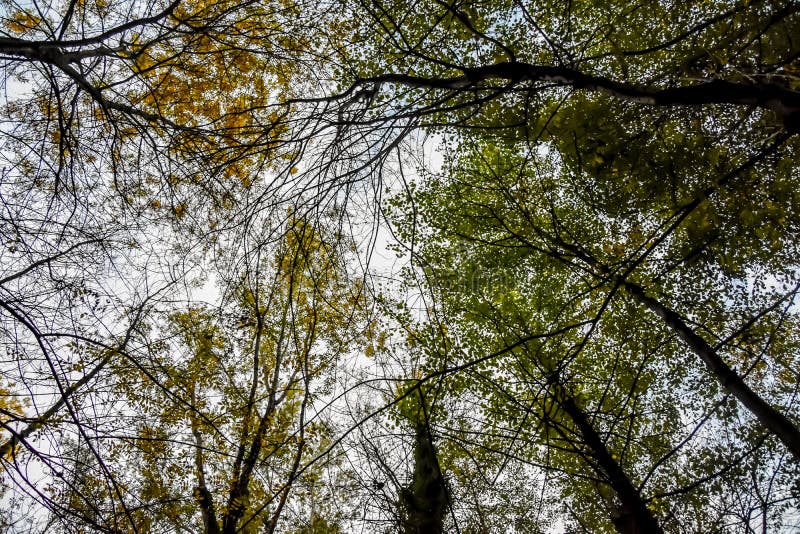 Air tree stock image. Image of green, wallpaper, tree - 131795819