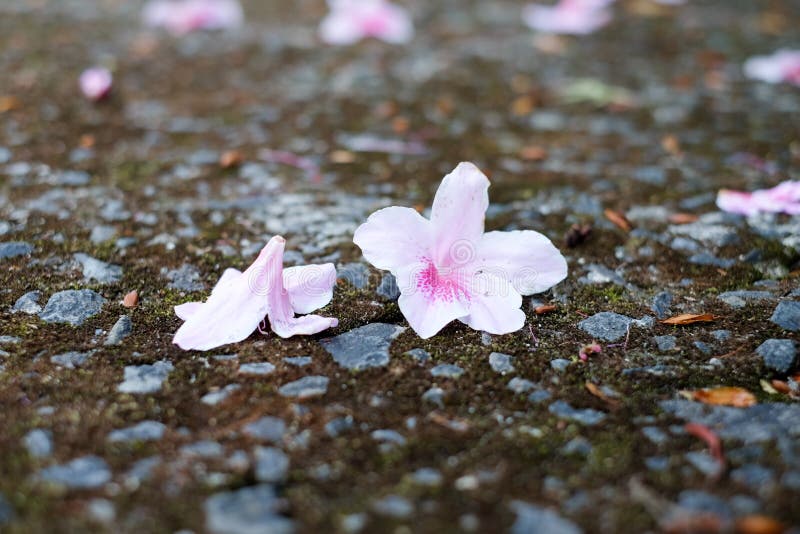Beautyful Pink Flowers Falling on the Ground Stock Image - Image of ...