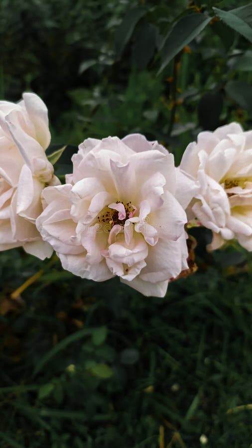 Beautyful White Rose Flower Stock Photo - Image of beautyful, plant ...