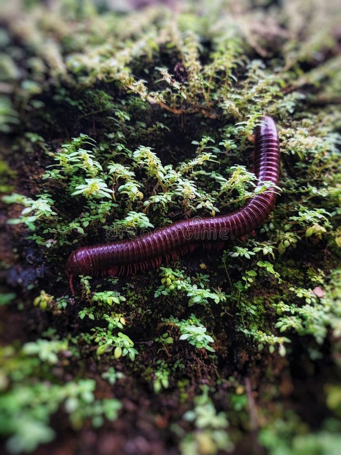 Beautyfull Animal Millipedes Walking in the Grass Stock Photo - Image ...
