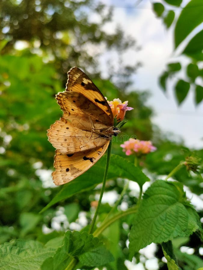 Beautyfull Death of a Butterfly Stock Photo - Image of animal ...