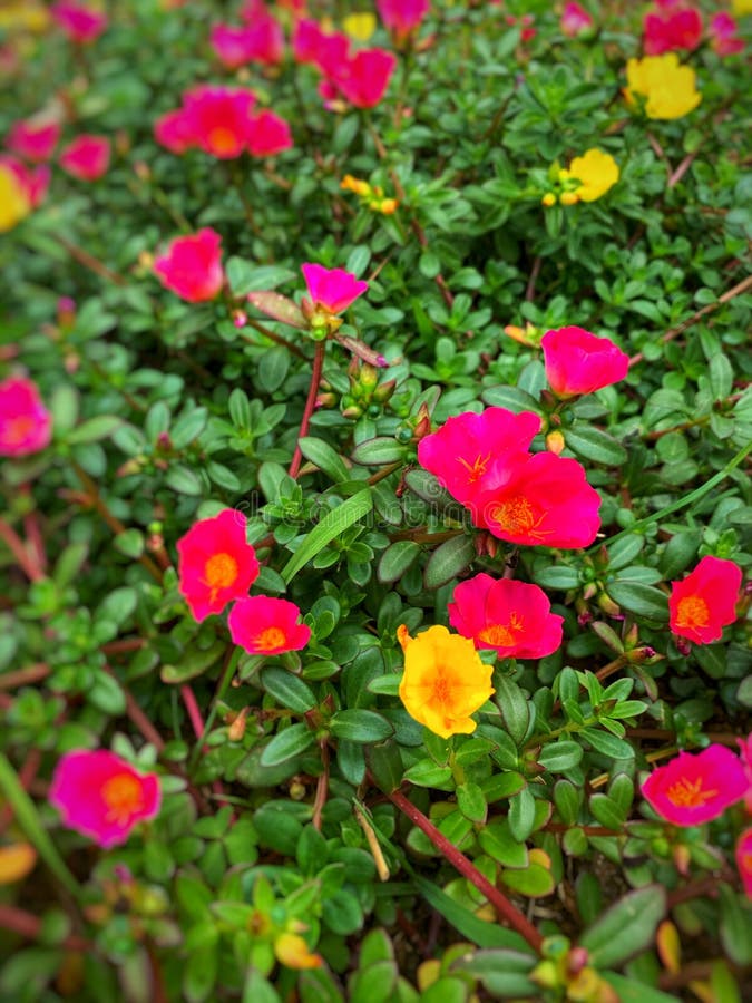 Beautyfull Flower on the Roadside, Red and Yellow Stock Image - Image ...