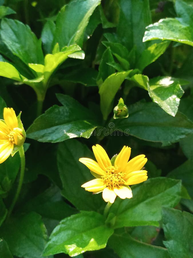 Beautyfull Folwer Stock Photos - Free & Royalty-Free Stock Photos from ...